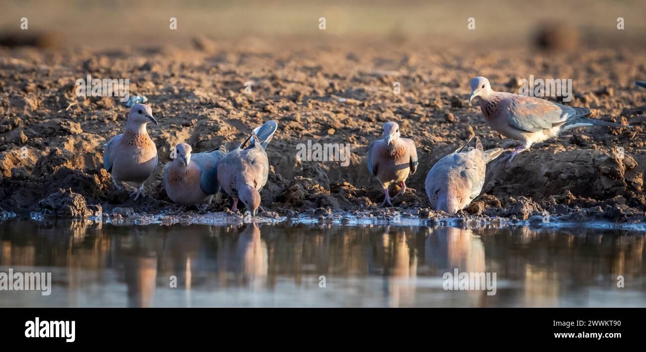 Laughing Doves drinking at a waterhole in Botswana, Africa Stock Photo ...