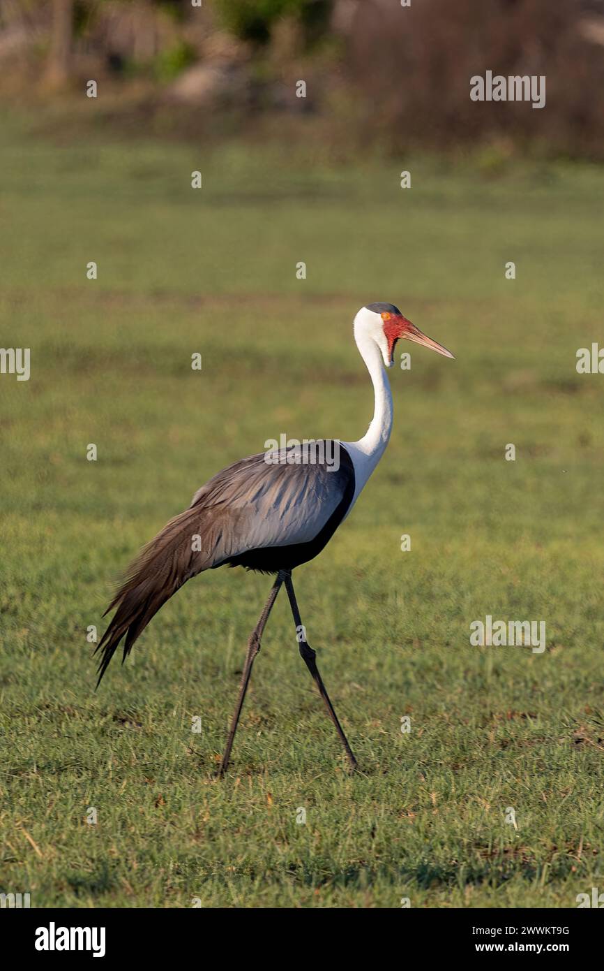 The Wattled Crane, Botswana, Africa Stock Photo - Alamy