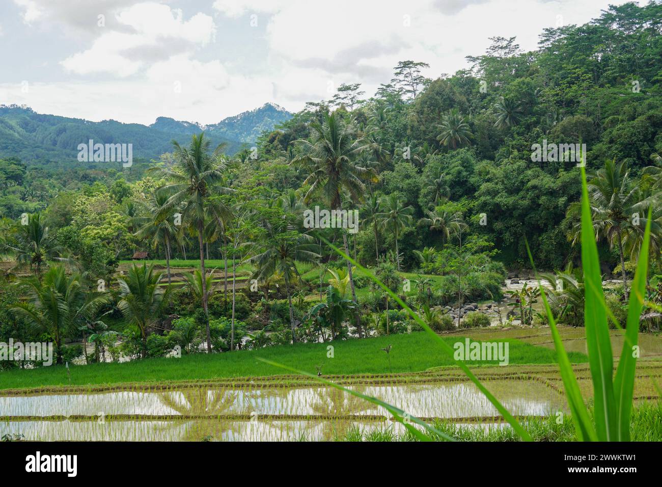 Stock photo of Indonesian natural scenery with green rice fields and ...