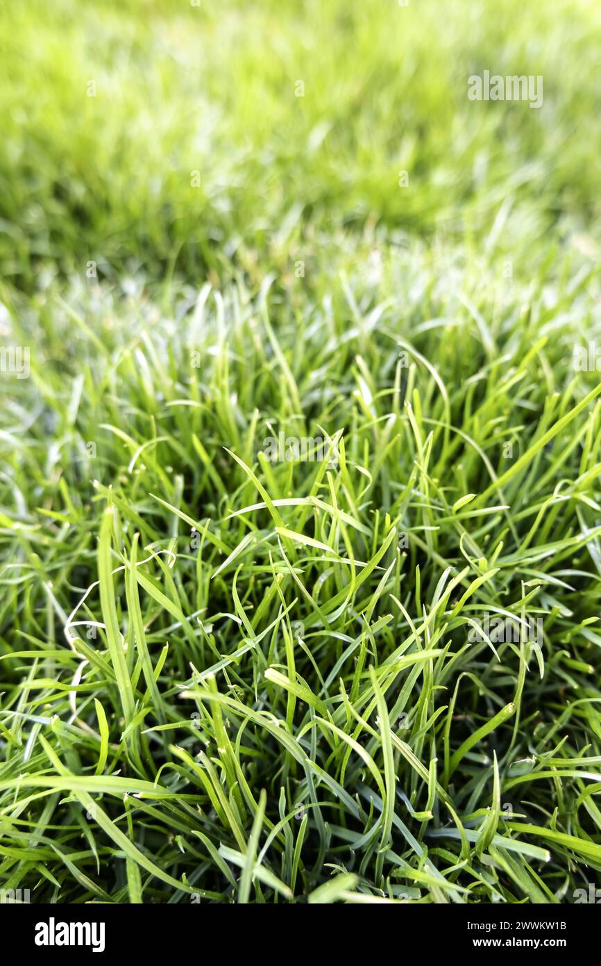 Detail of green grass in a forest in nature Stock Photo - Alamy