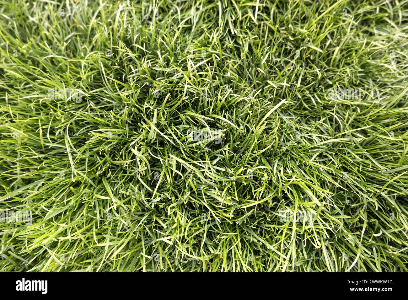 Detail of green grass in a forest in nature Stock Photo - Alamy