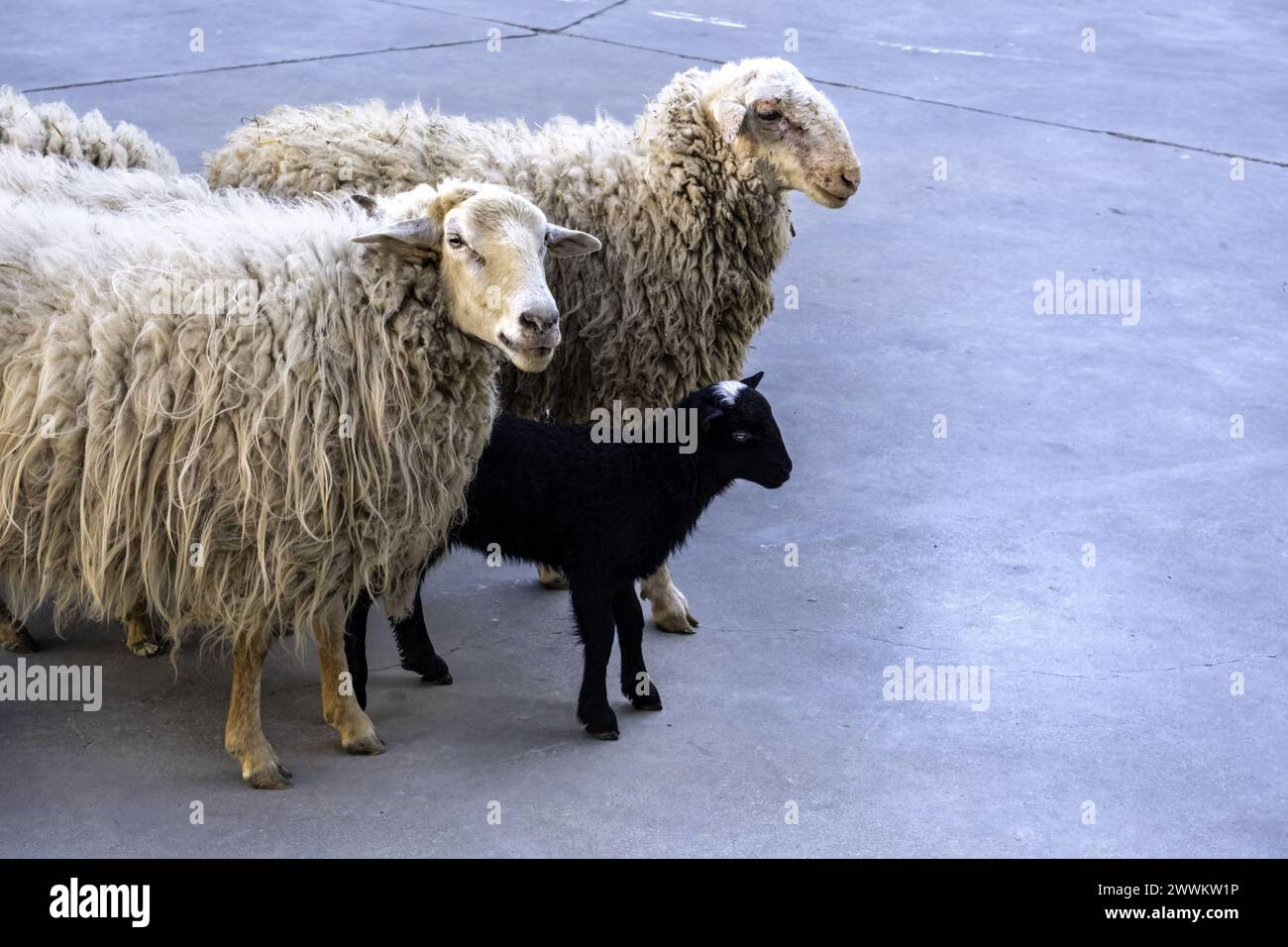 Detail of mammals on a farm, animal exploitation Stock Photo - Alamy