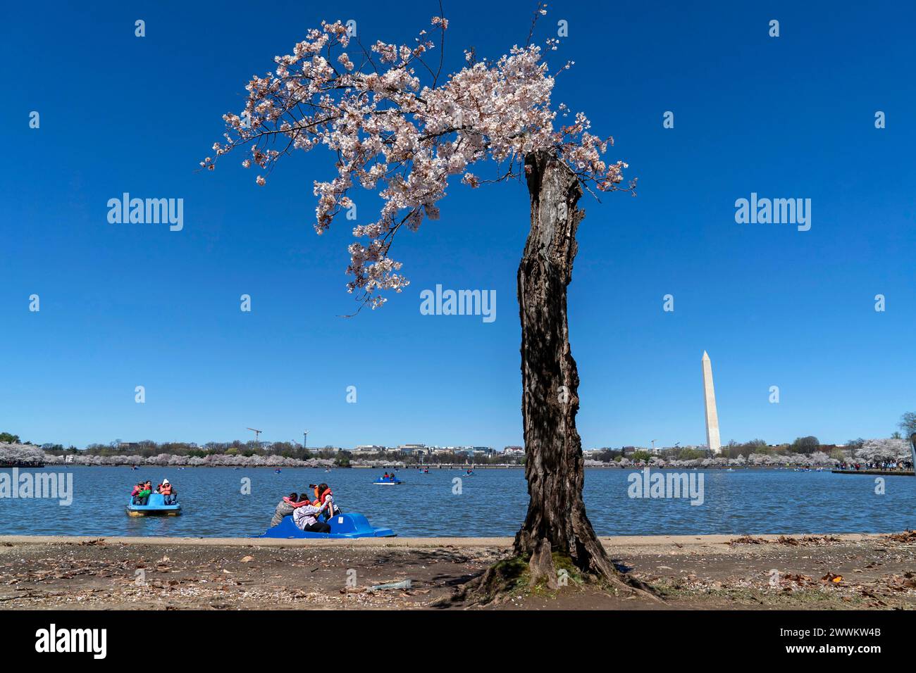 With the Washington Monument in the background 'Stumpy' the popular cherry tree is seen at the ...