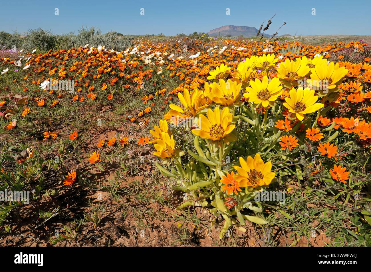 Colorful spring blooming wildflowers, Namaqualand, Northern Cape, South ...