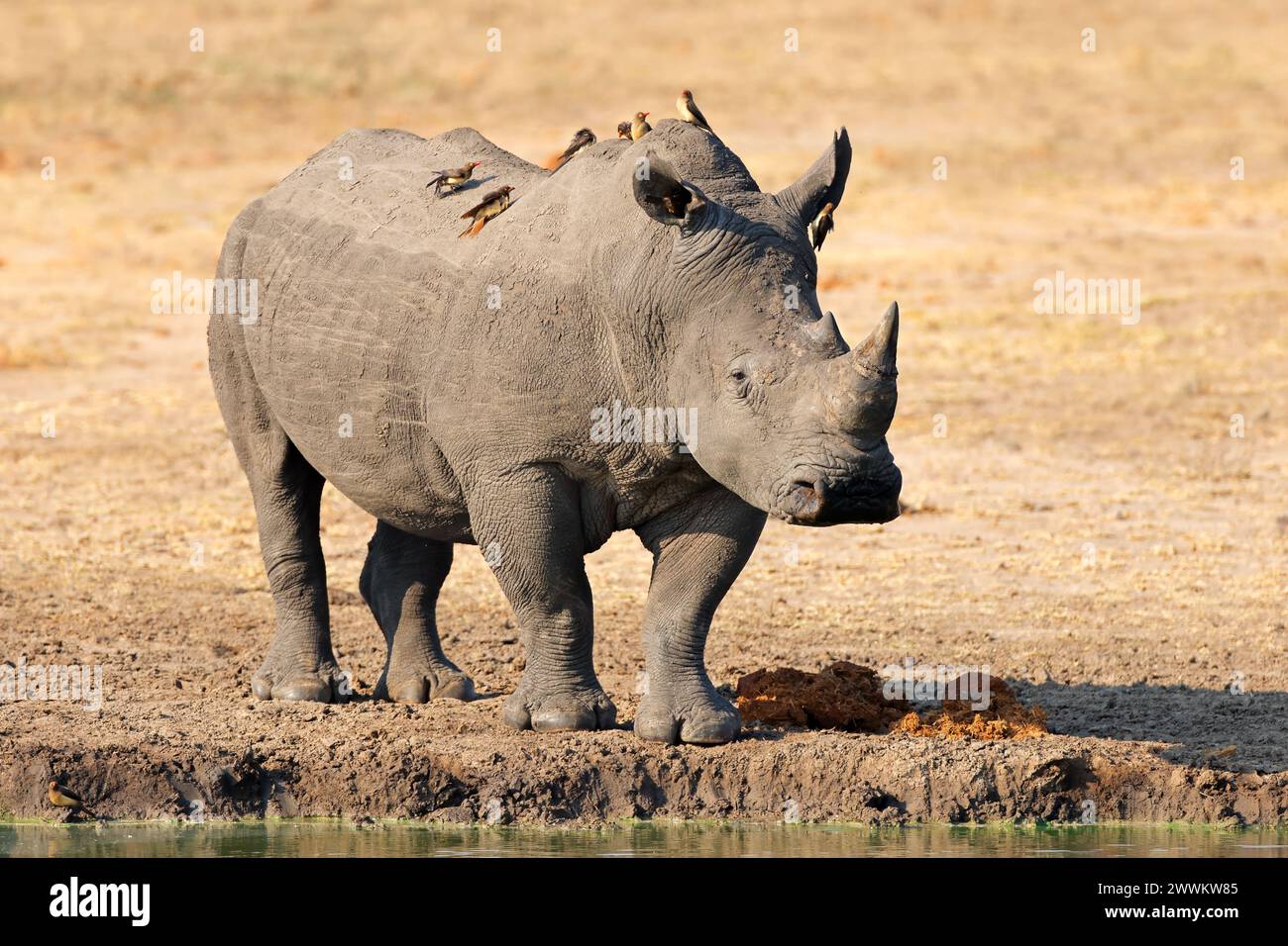 A white rhinoceros (Ceratotherium simum) with oxpecker birds, Kruger ...