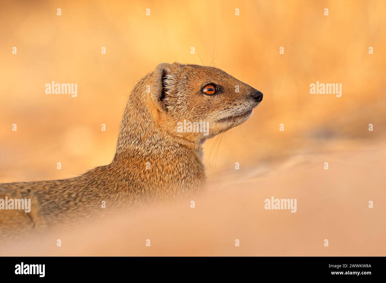 Mongoose eyes hi-res stock photography and images - Alamy