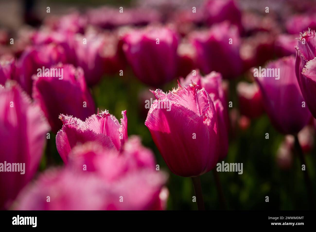 Lilac tulips close-up in the garden. Spring purple background floral ...