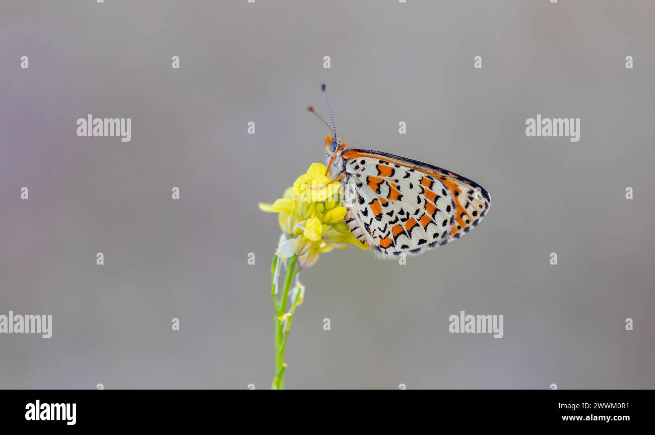 Beautiful iparhan butterfly ; Melitaea trivia ( Syriaca Stock Photo - Alamy