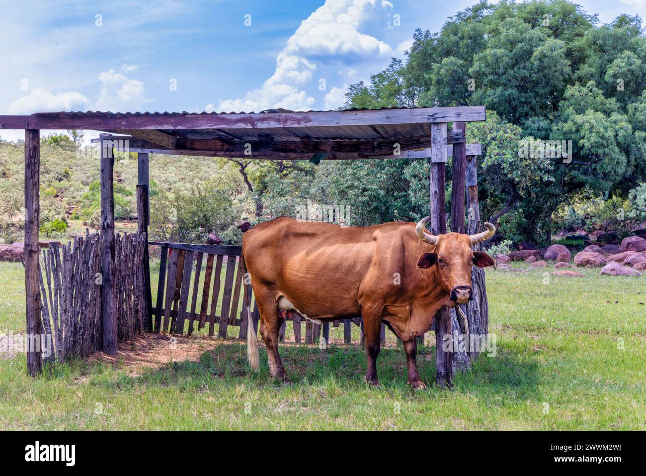 single cow under the shade of a shed green grass africa Stock Photo - Alamy