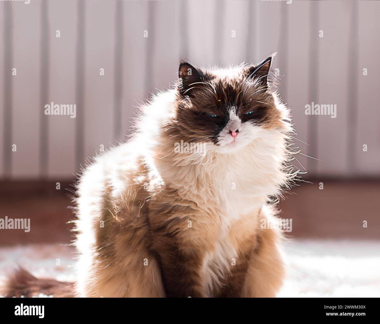 Fluffy cat of ragdoll breed squints her eyes, sitting and dozing in ...