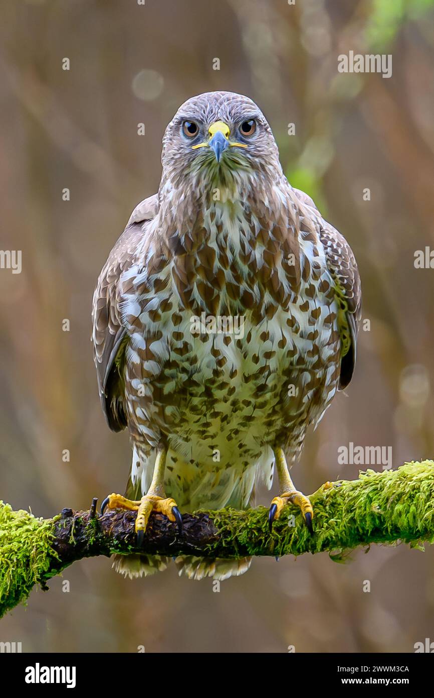 Buzzard (Buteo Buteo) Uk Stock Photo - Alamy