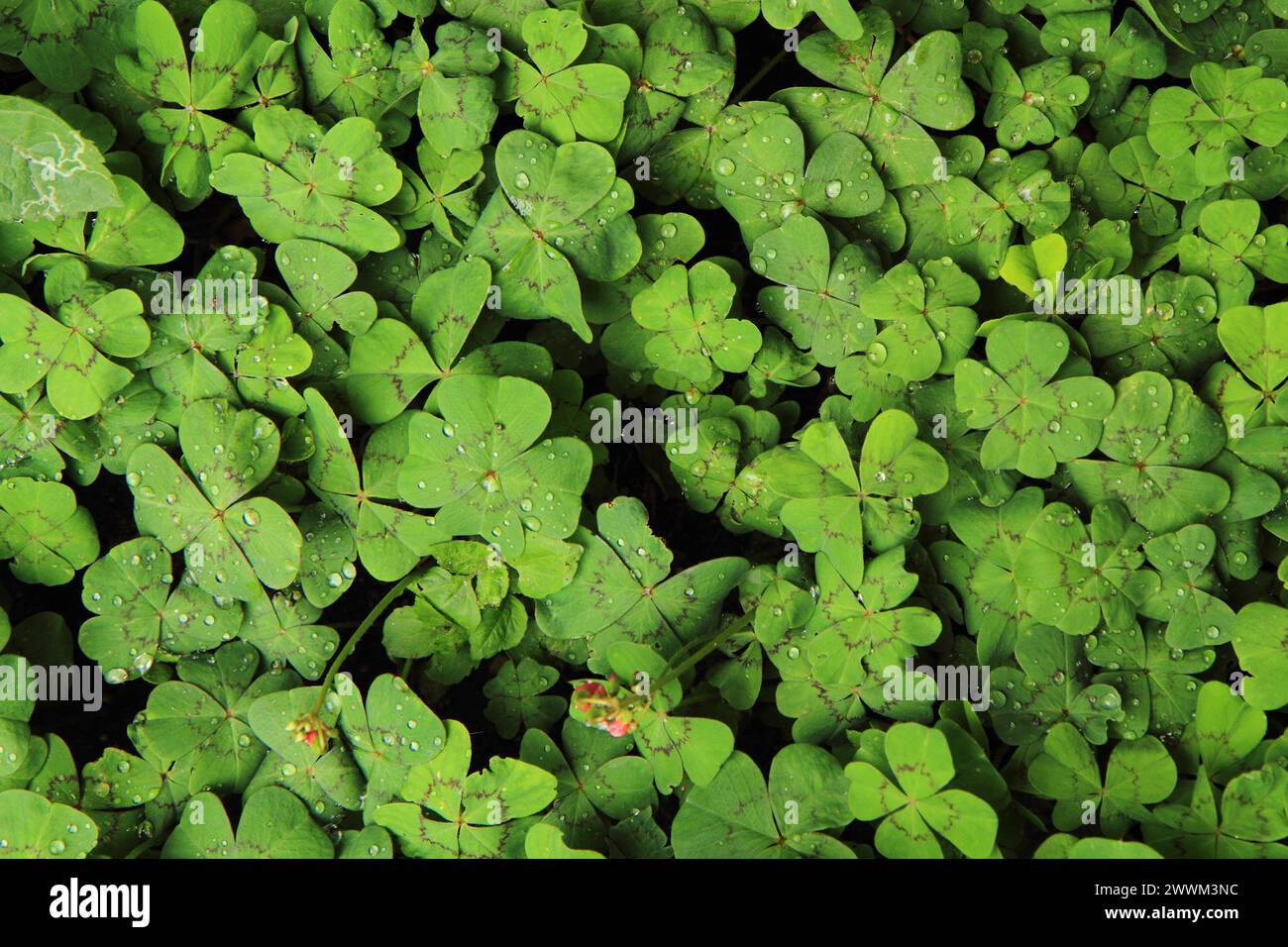 plan look like four-leaf clover (natural texture Stock Photo - Alamy