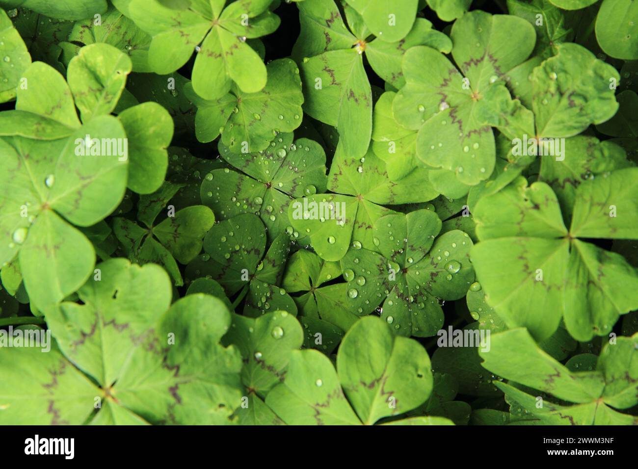 Clover natural hi-res stock photography and images - Alamy