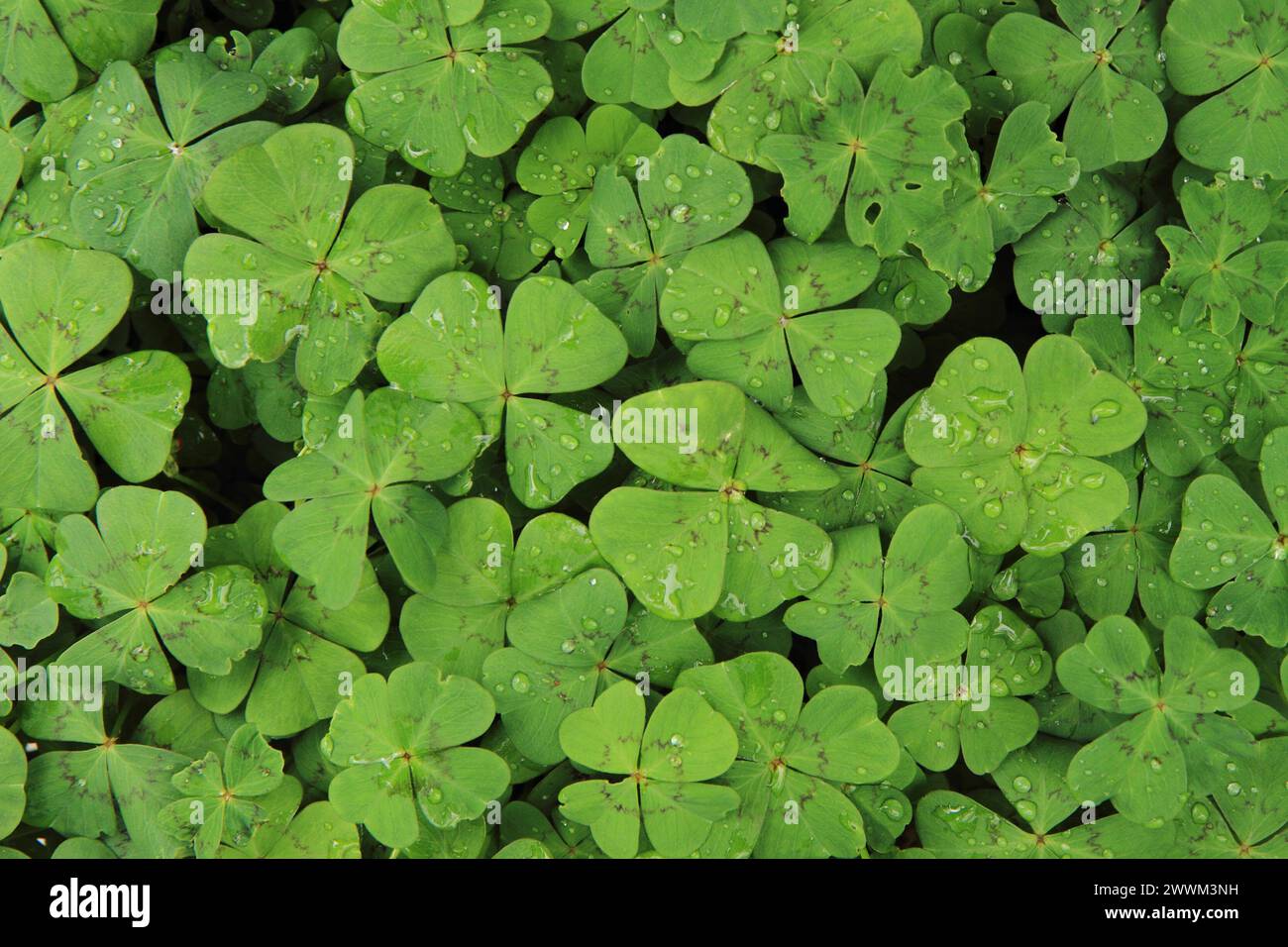 plan look like four-leaf clover (natural texture Stock Photo - Alamy