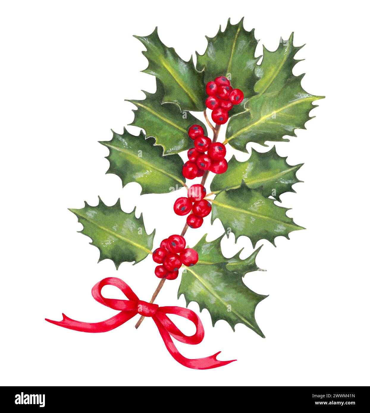 Holly branch with red berries and bow.Watercolor illustration ...