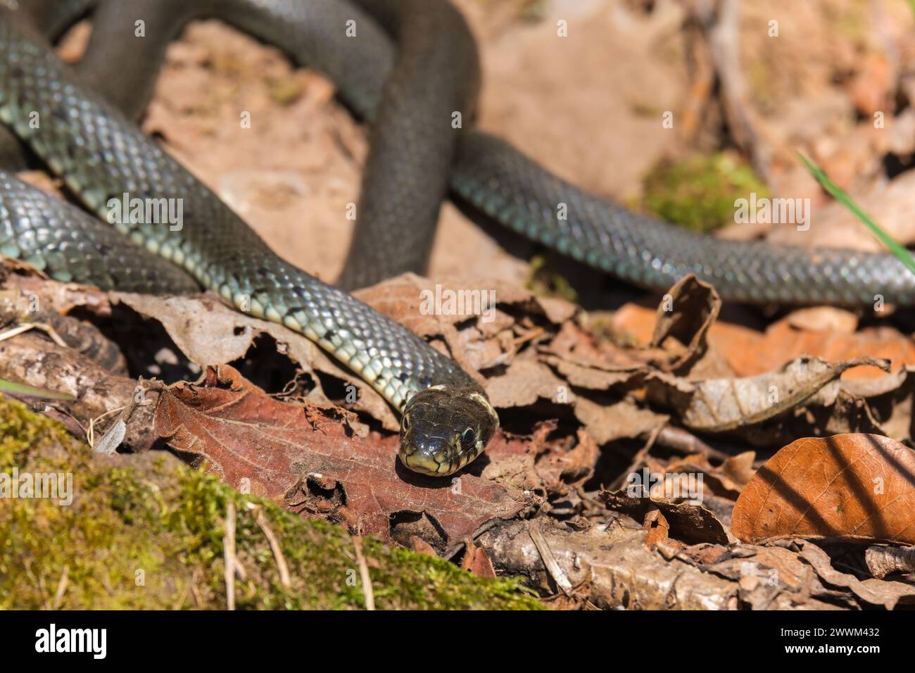 Closeup natrix snake on ground hi-res stock photography and images - Alamy