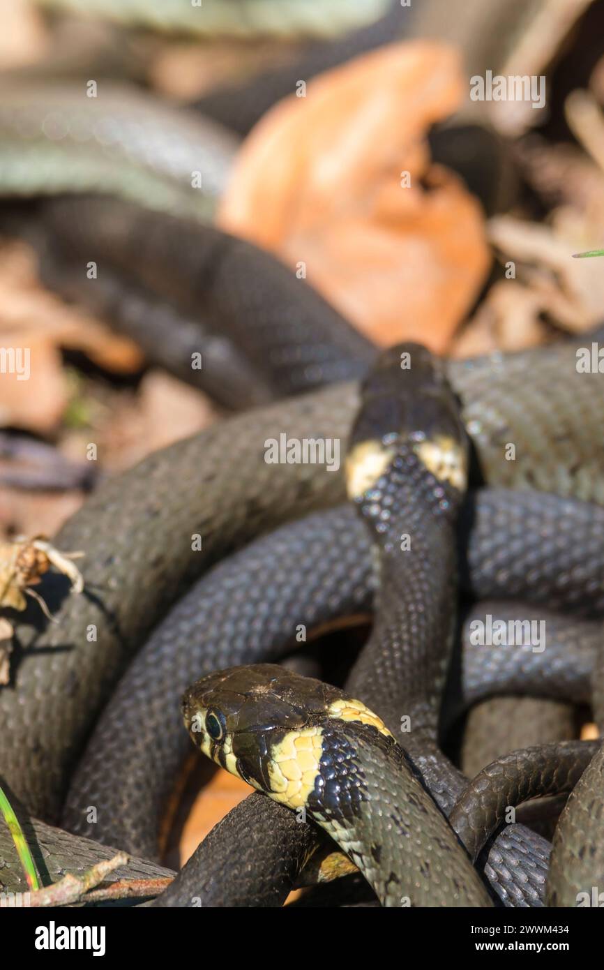 Grass snakes lying in the sun and sunbathing Stock Photo - Alamy