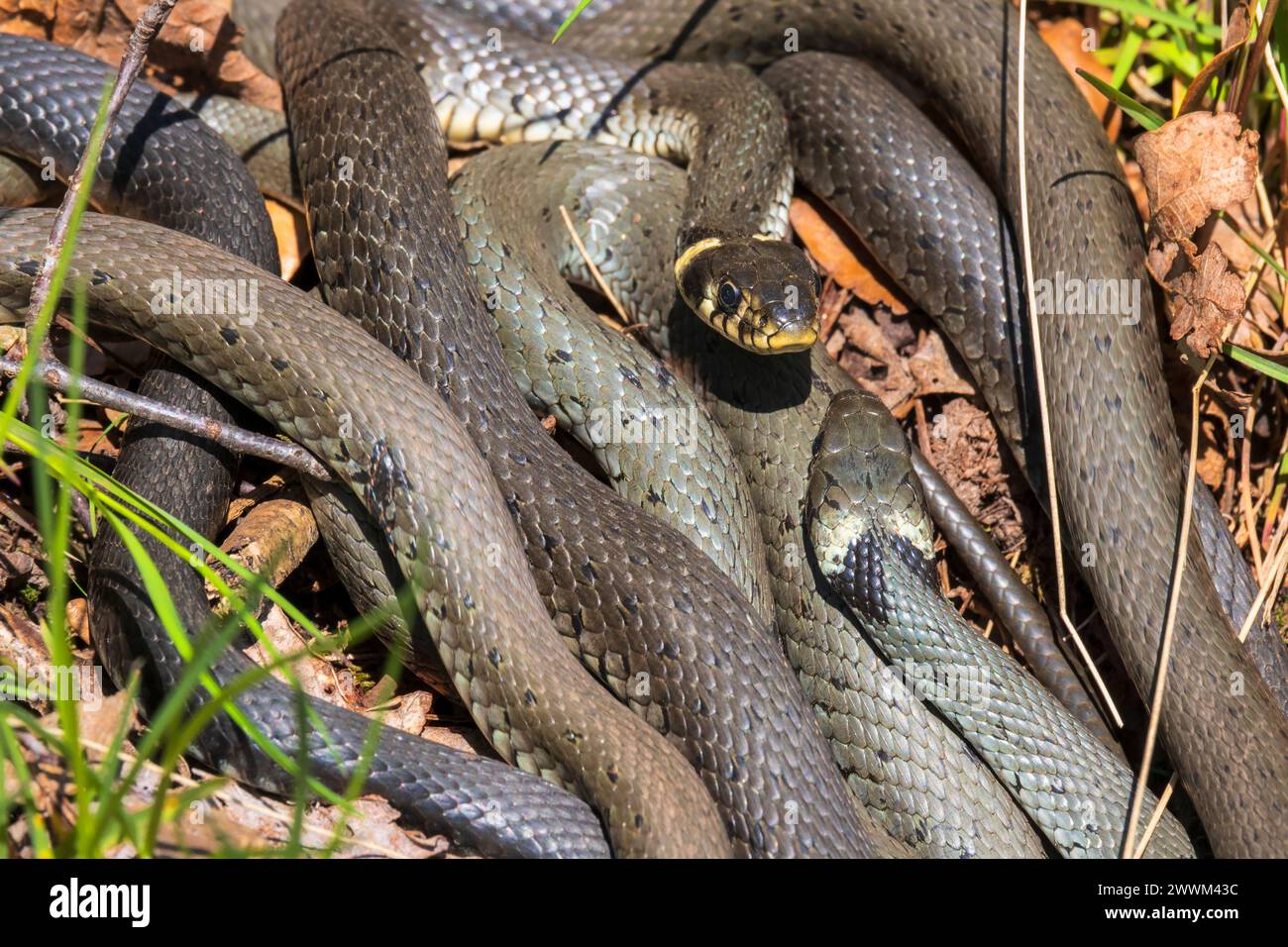 Grass snakes staring at each other Stock Photo - Alamy