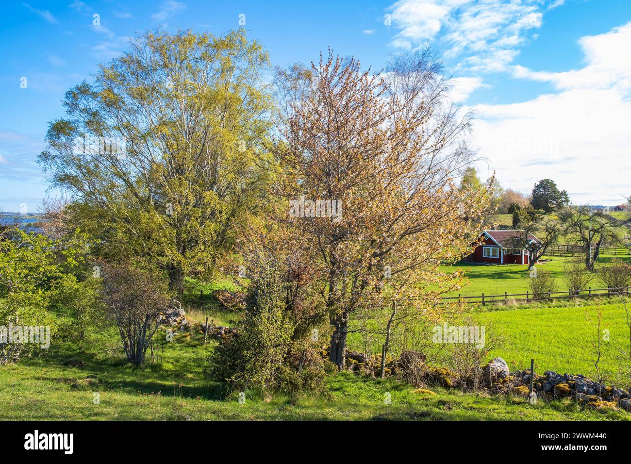 Beautiful spring landscape with budding trees by a red cottage Stock ...
