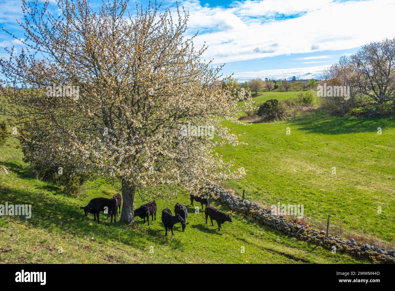 Cattle grazing by a flowering fruit tree in a rolling landscape Stock ...