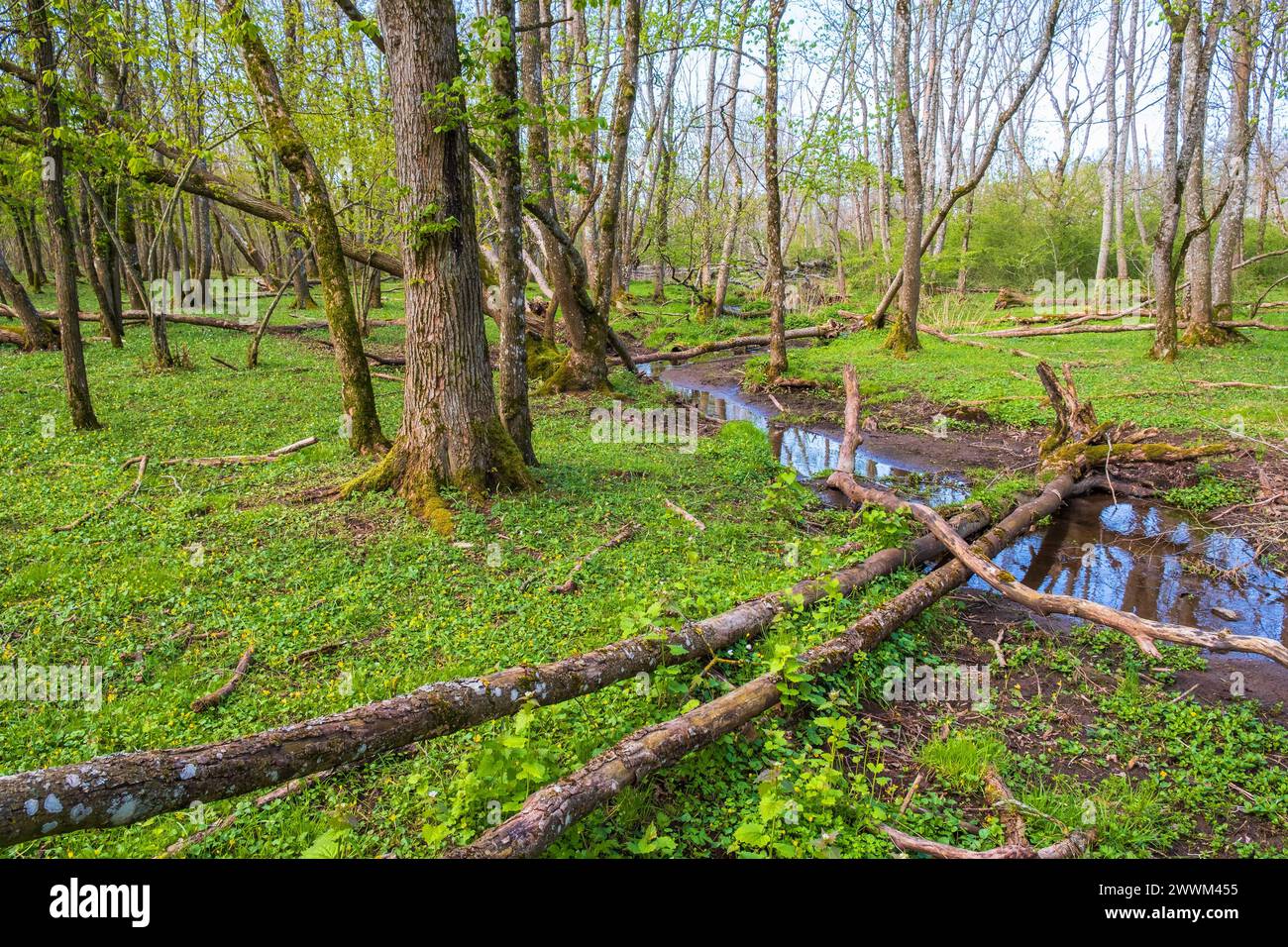 Wetland landscape fallen trees hi-res stock photography and images - Alamy