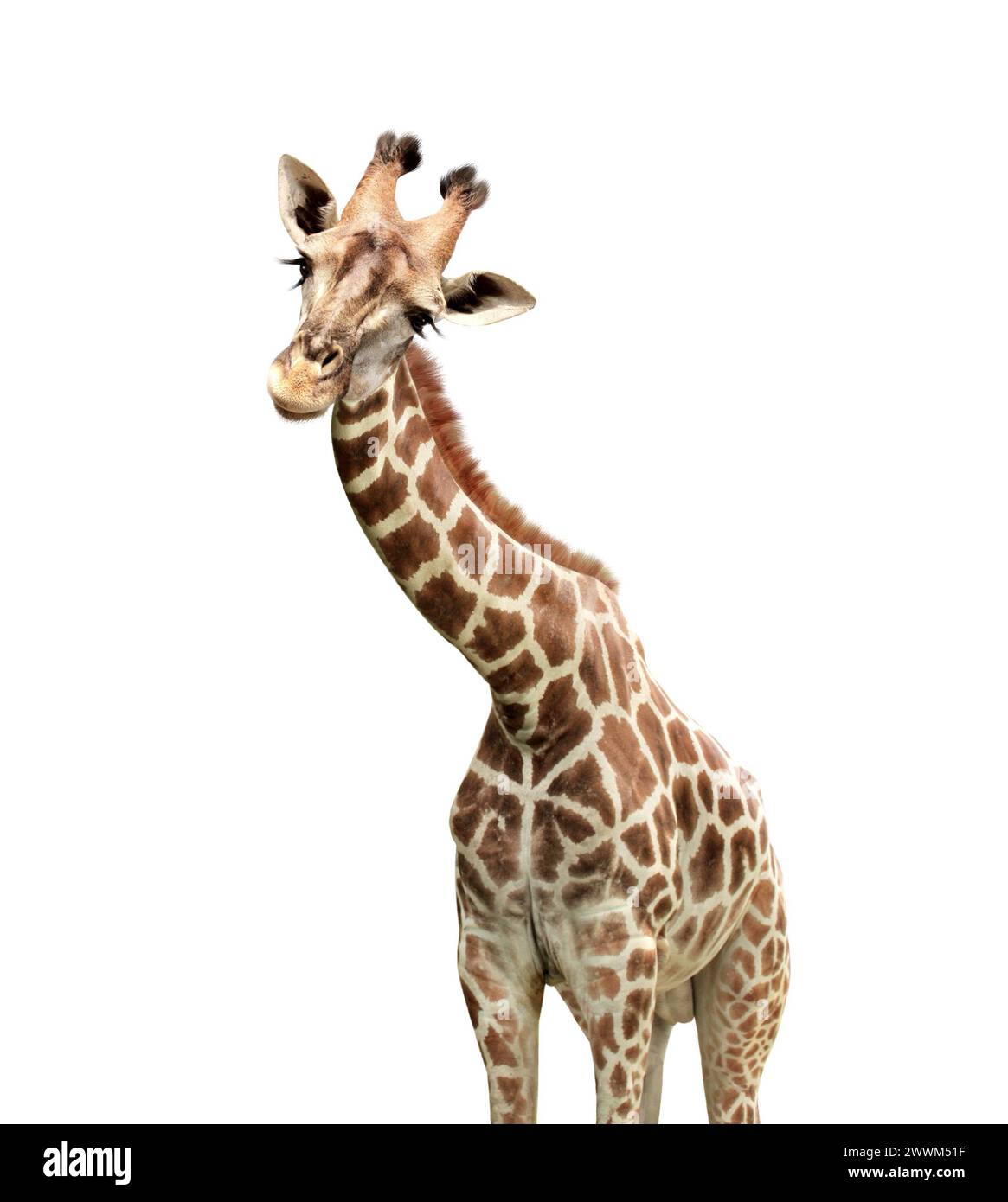 Cute curiosity giraffe. The giraffe looks interested. Animal stares ...