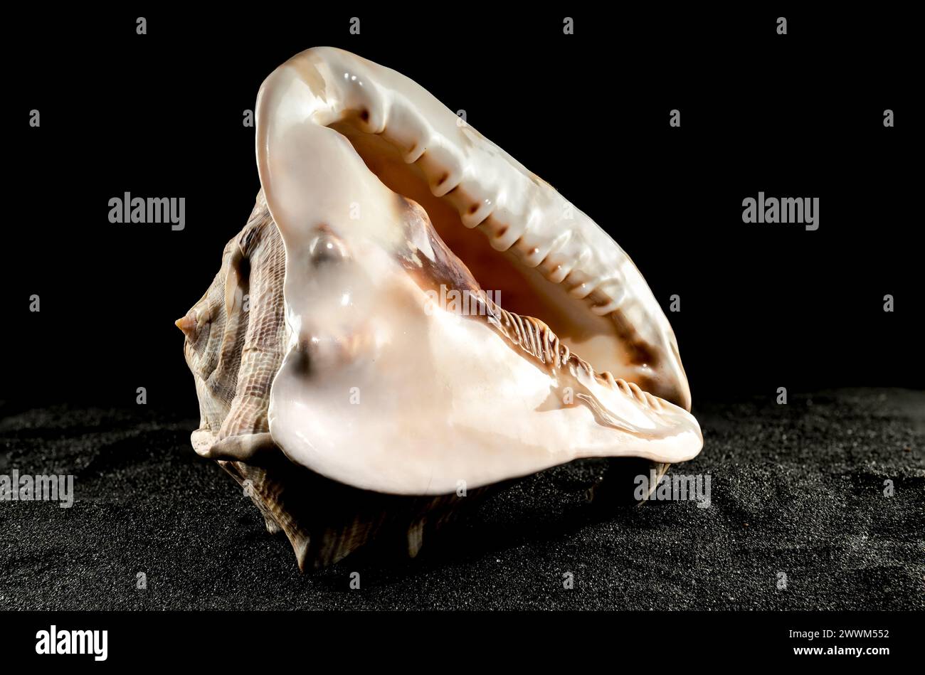 Caribbean King Helmet sea snail shell Cassis Tuberosa on a black sand ...