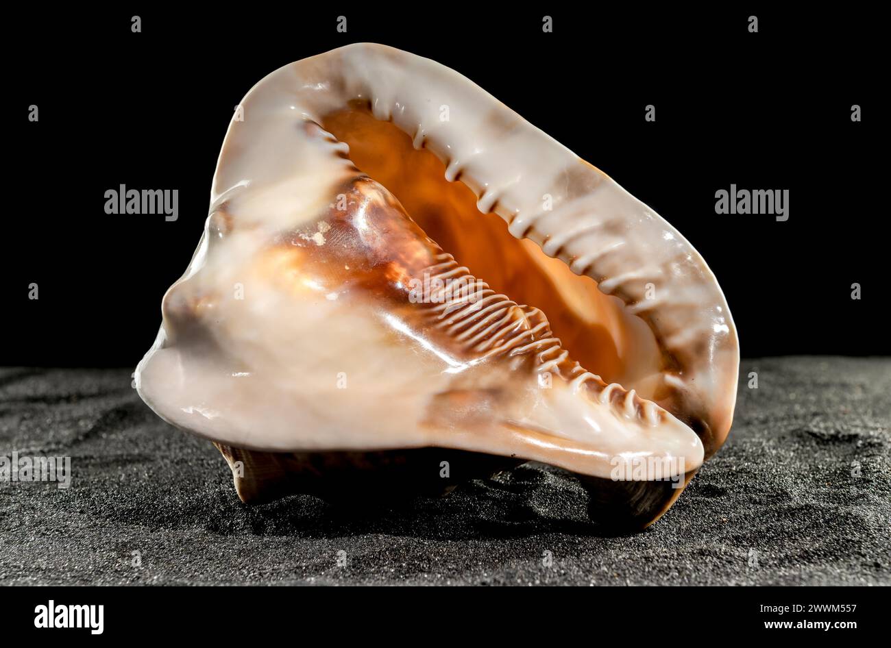 Caribbean King Helmet sea snail shell Cassis Tuberosa on a black sand ...