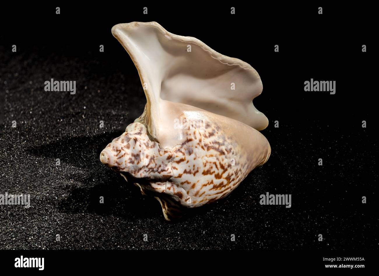 Lobatus raninus or hawk-wing conch sea shell on a black sand background ...