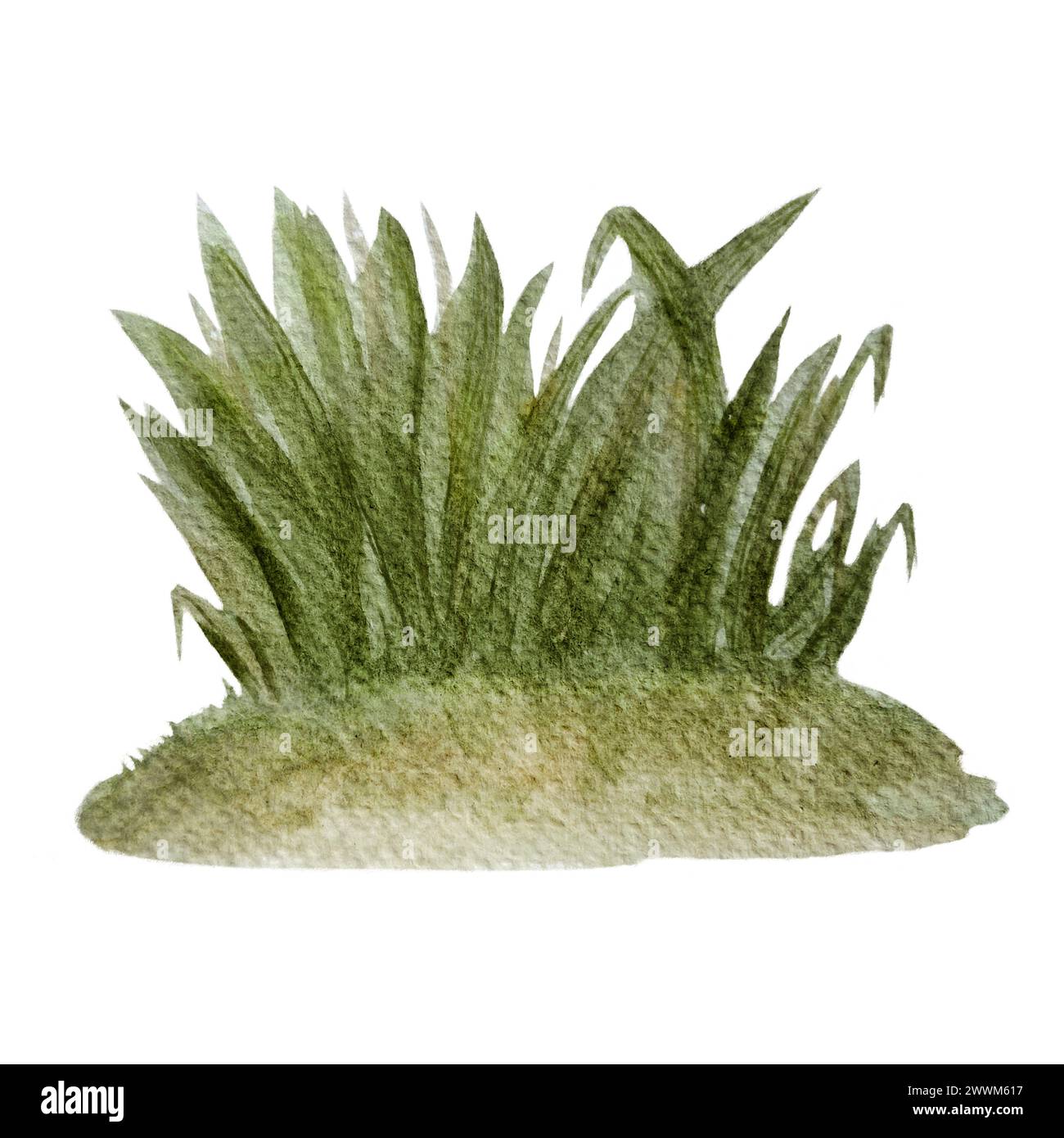 Grass watercolor illustration isolated on white Stock Photo - Alamy
