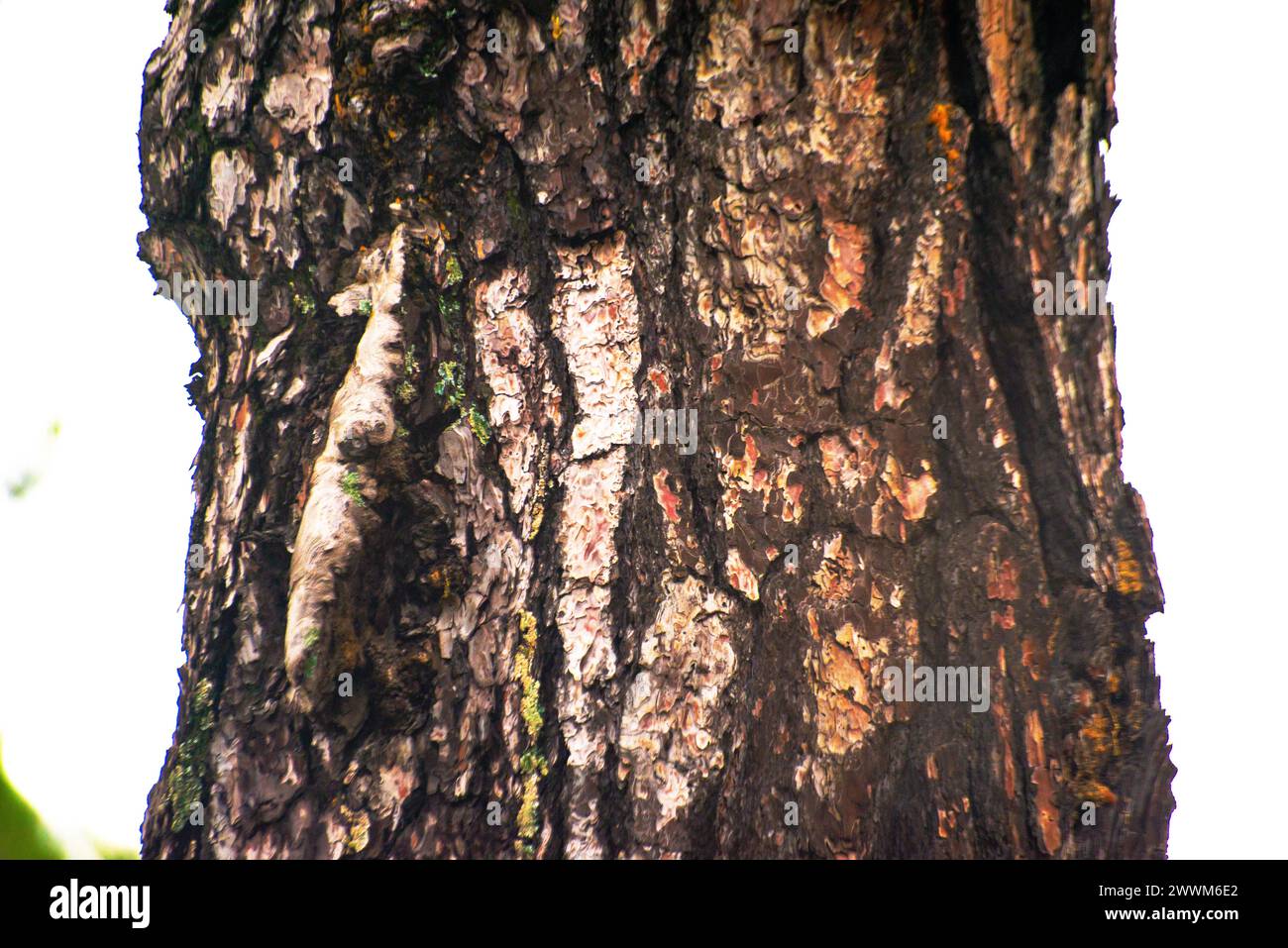 Nature's Texture: A close-up photo capturing the intricate details and ...