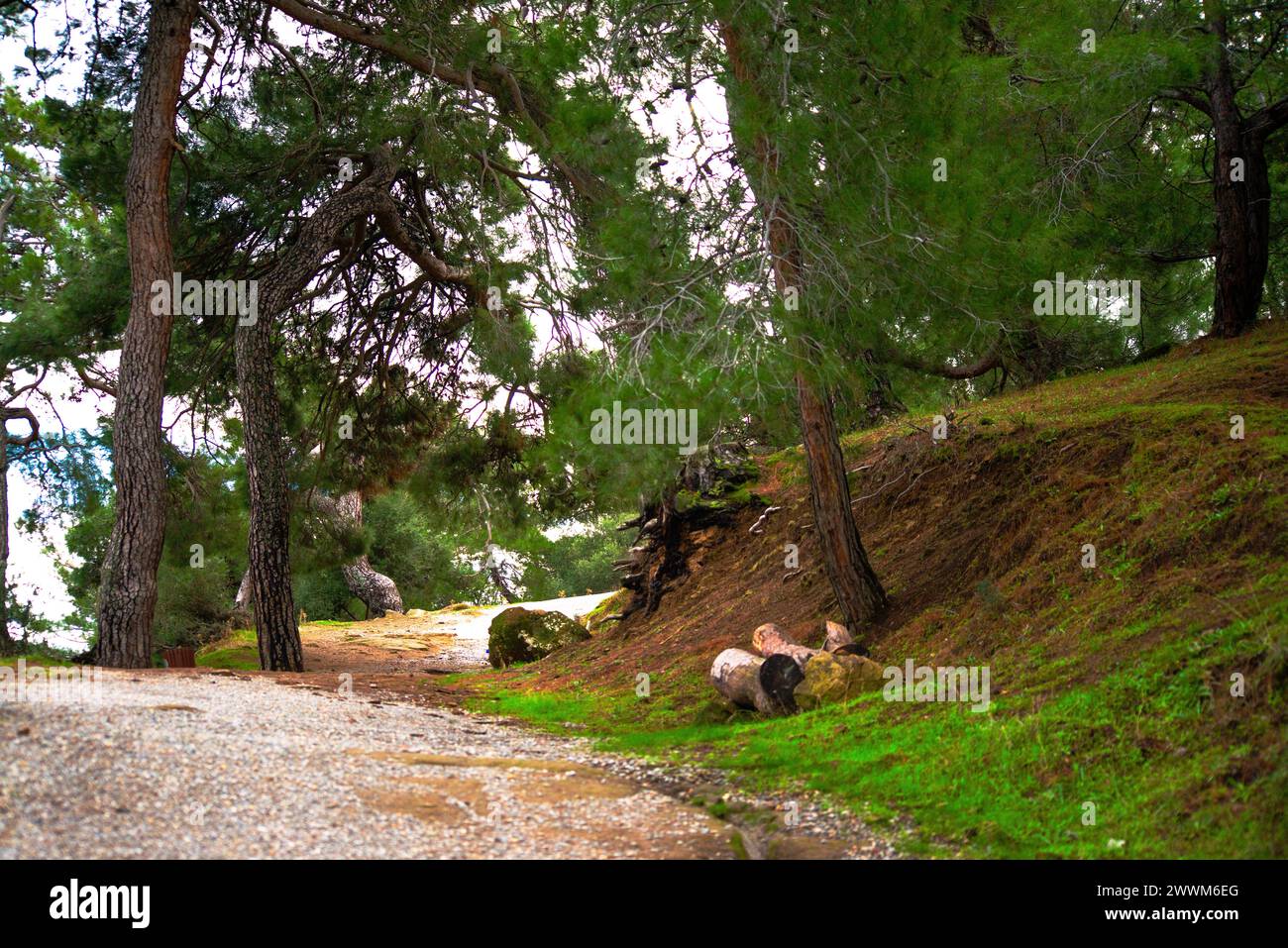 Serene pathway through pine hi-res stock photography and images - Alamy