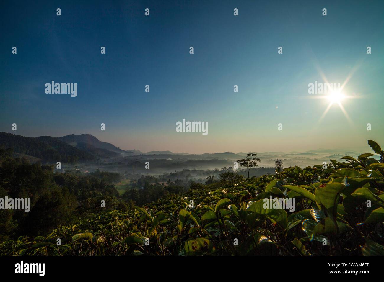 sunset in the mountain, plantation tea Stock Photo - Alamy