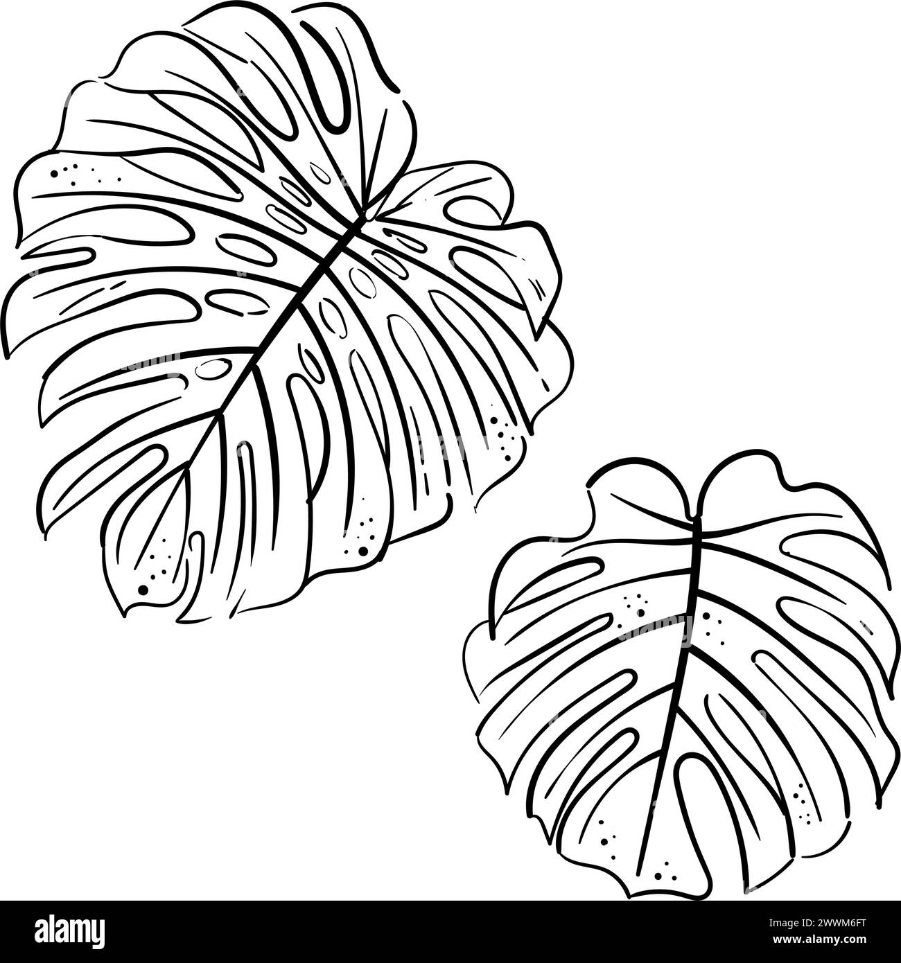 Hand-draw sketch of tropical monstera leaves. Exotic plant - Monstera ...