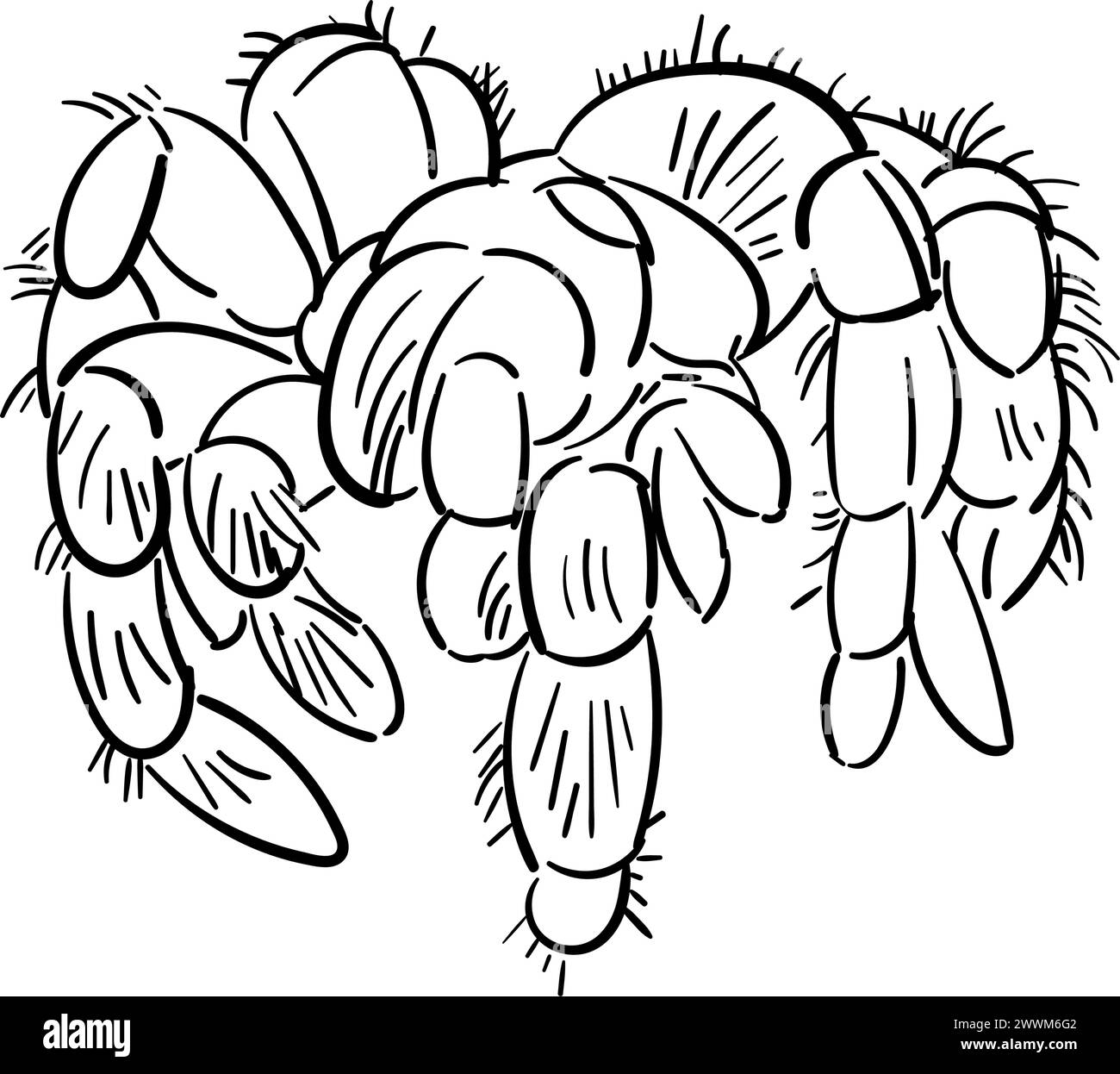 spider tarantula vector color drawing. Doodle spider illustration hand ...