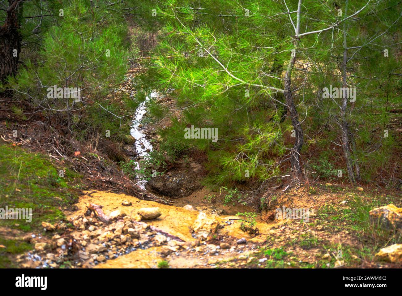 Rain soaked bushes hi-res stock photography and images - Alamy
