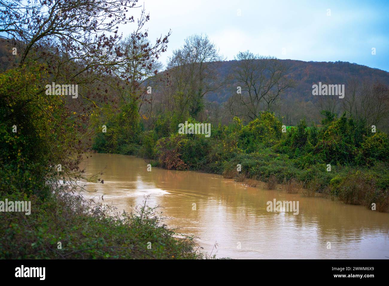 Rain soaked bushes hi-res stock photography and images - Alamy