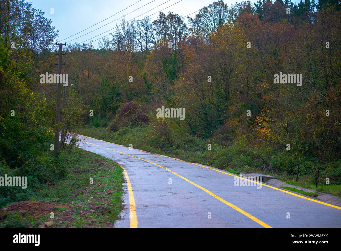 Glistening Path: Rain-kissed asphalt road in the heart of nature ...
