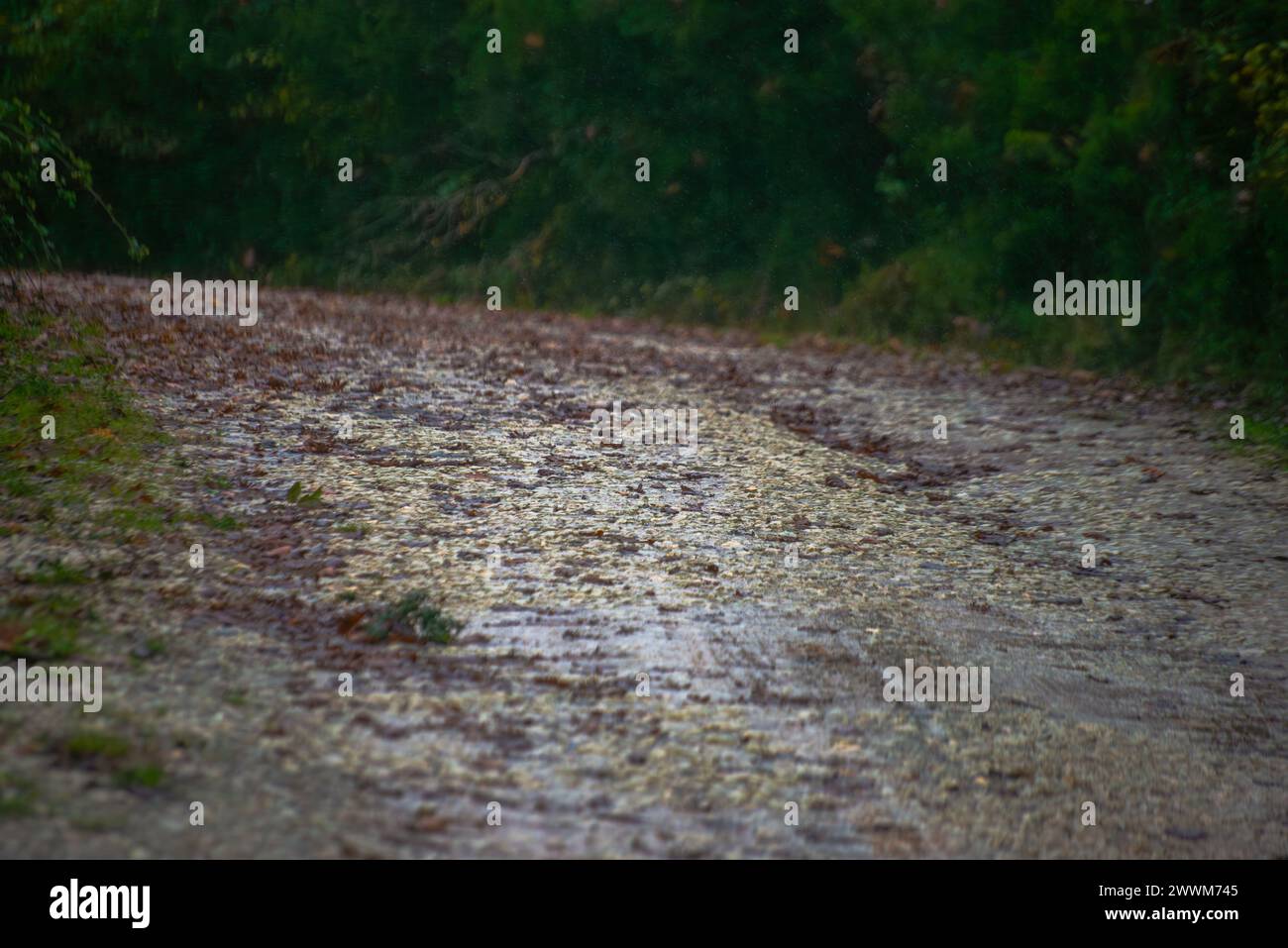 Navigate the rustic charm of a muddy road blanketed with leaves ...