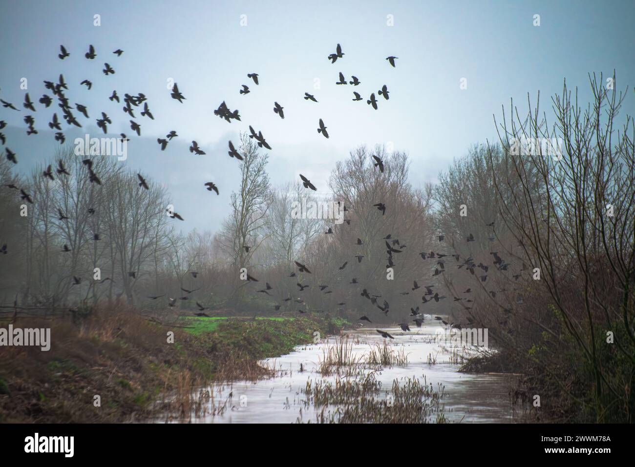Witness the mystique as a flock of crows emerges from the fog, their ...