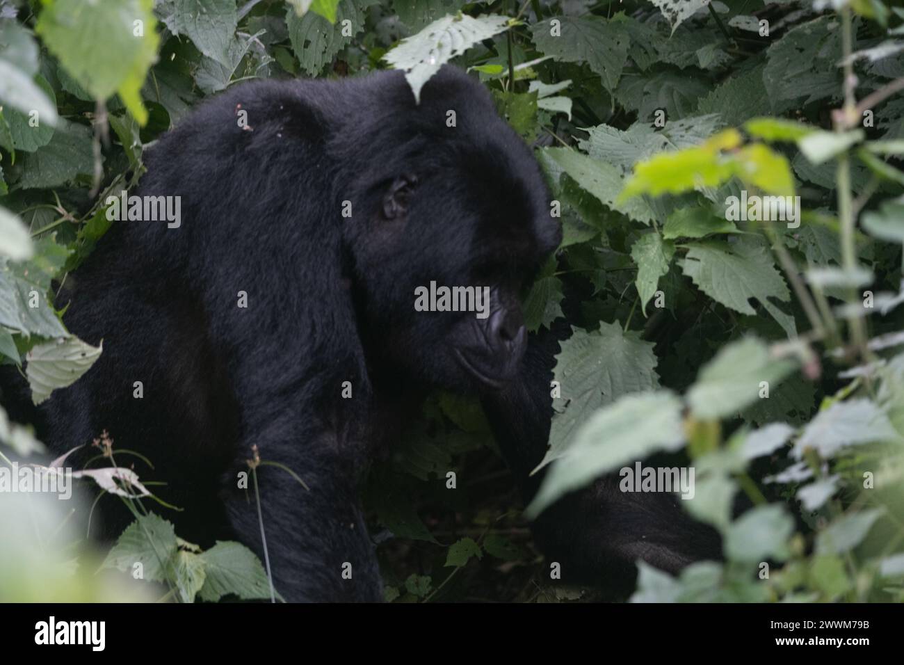 great silverback Mountain Gorilla, in the Bwindi National Park in ...