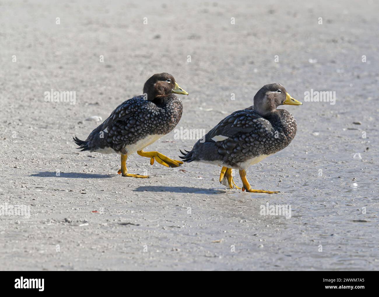 Duck Falklands Steamer (Tachyeres brachypterus), two females walking ...