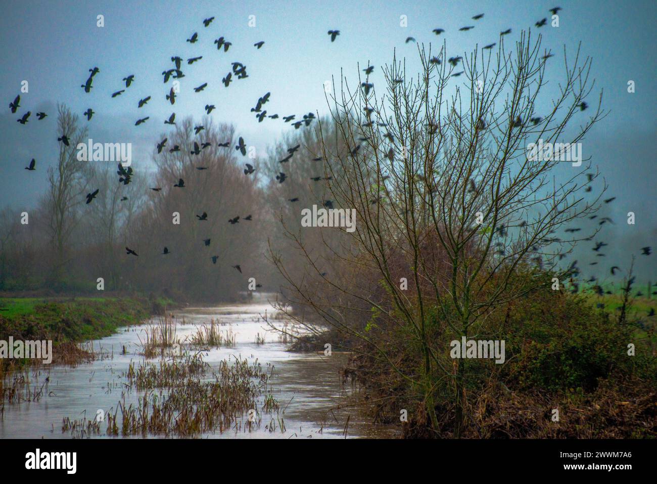 Witness the mystique as a flock of crows emerges from the fog, their ...
