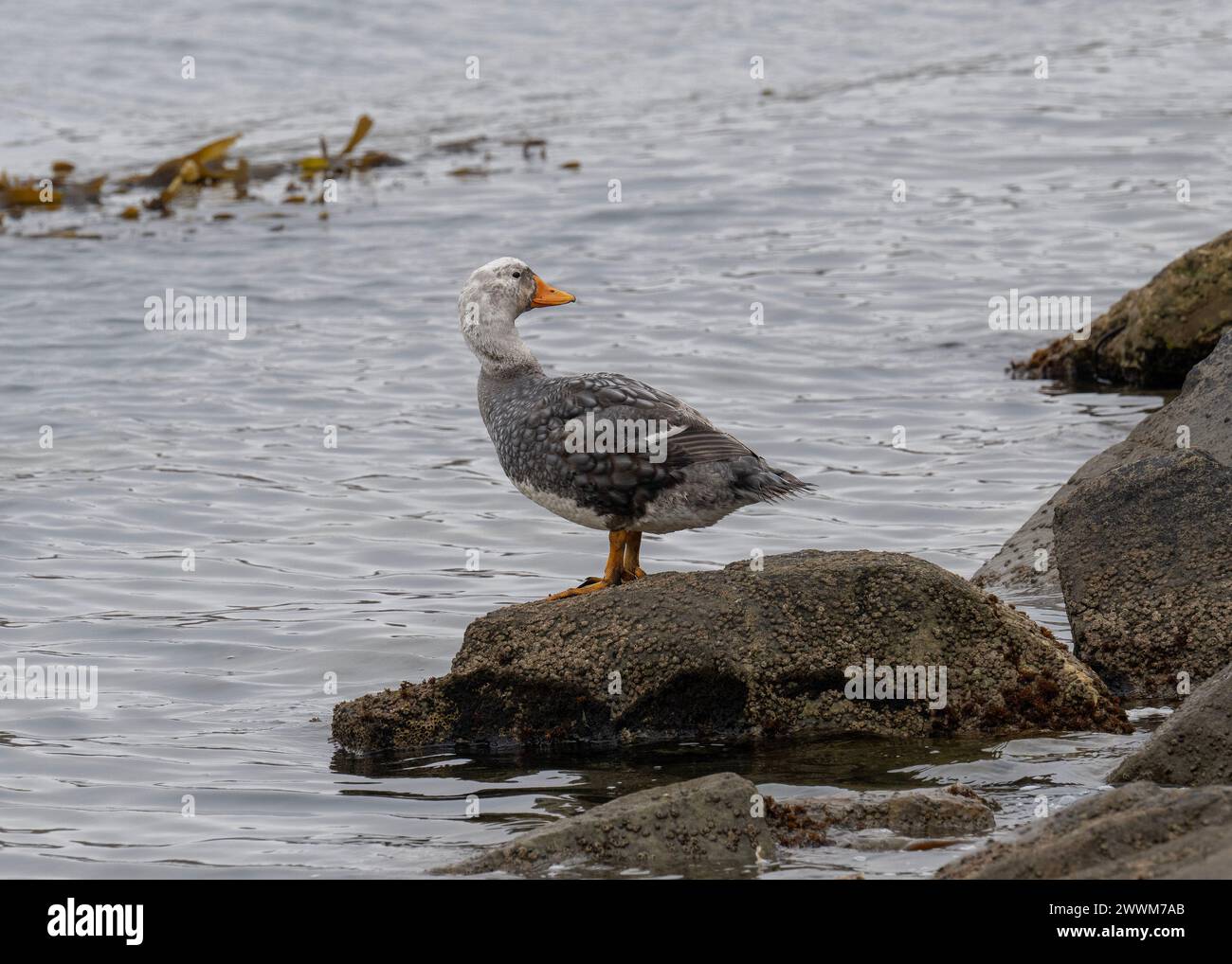Duck Falklands Steamer (Tachyeres brachypterus), male sitting on a rock ...