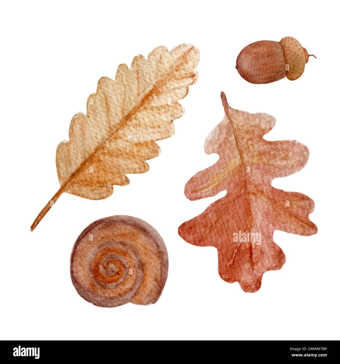 Oak leaf acorn snail watercolor set isolated on white Stock Photo - Alamy