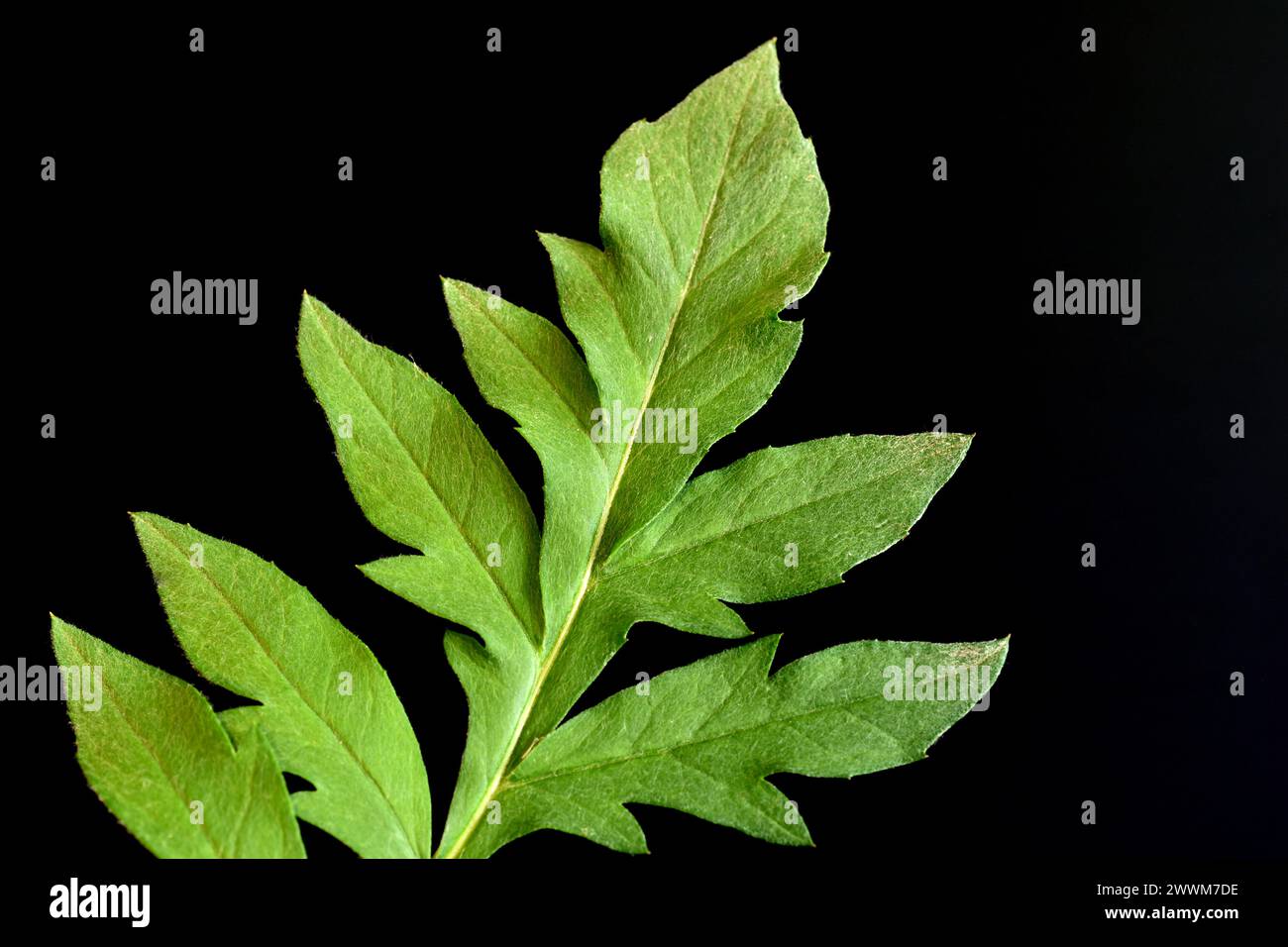 A fragment of a green leaf consisting of many leaves on a black ...