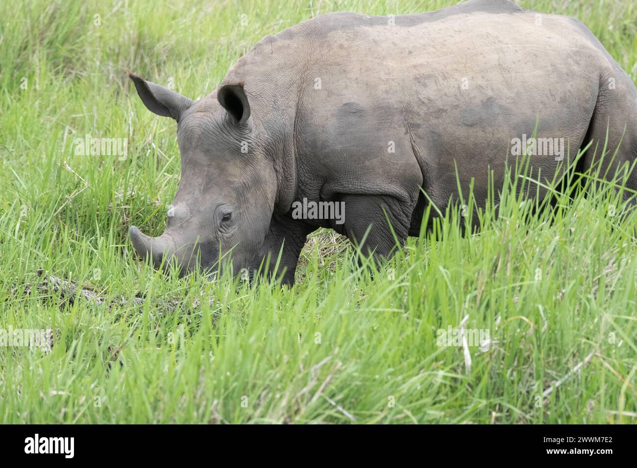 rhino in protected area in national park, Uganda Stock Photo - Alamy