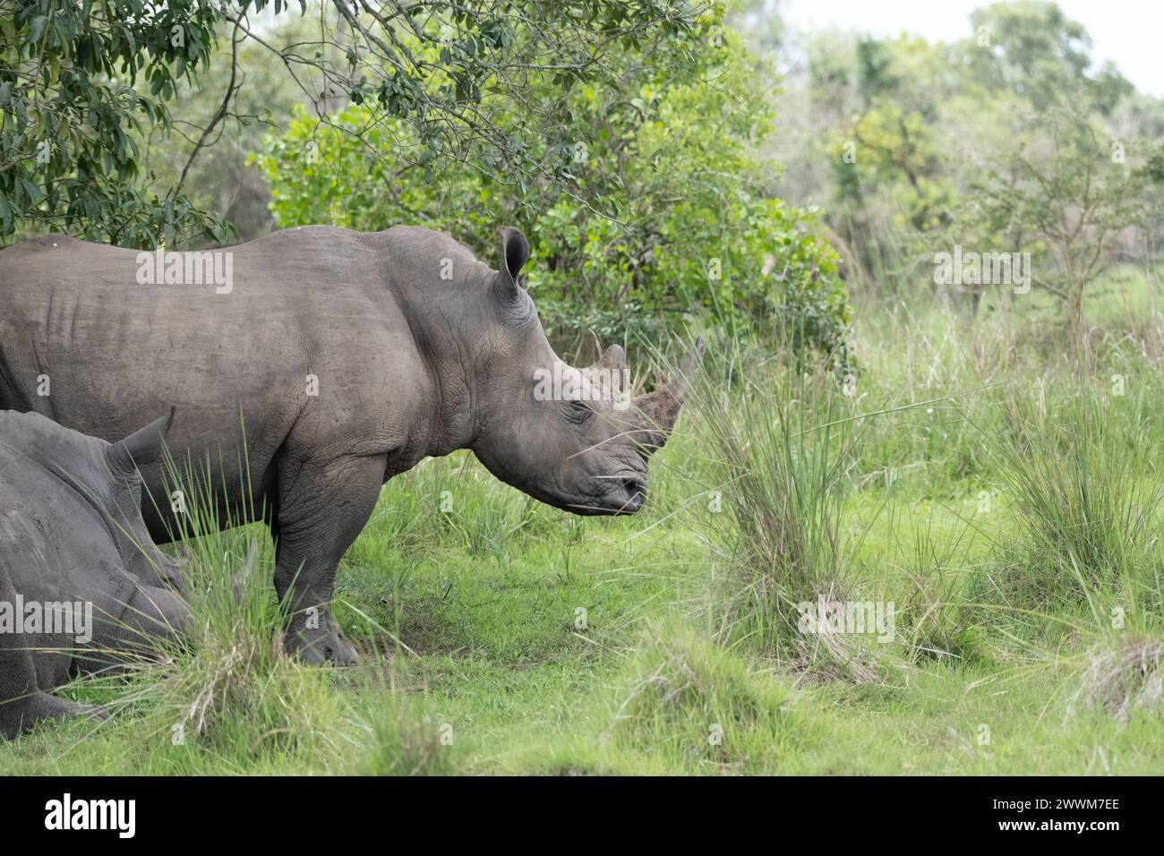 rhino in protected area in national park, Uganda Stock Photo - Alamy