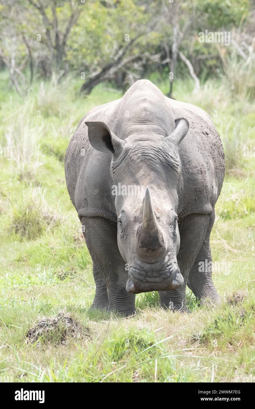 rhino in protected area in national park, Uganda Stock Photo - Alamy