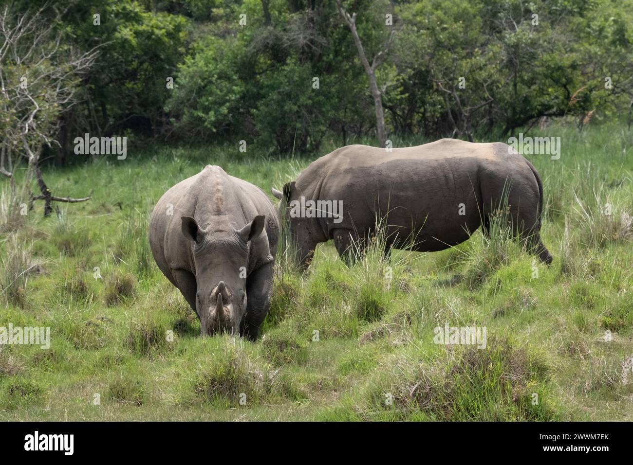 rhino in protected area in national park, Uganda Stock Photo - Alamy